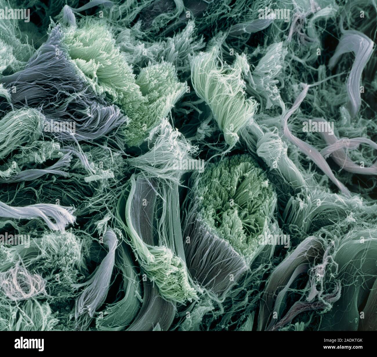 Collagen fibres. Coloured scanning electron micrograph (SEM) of healthy ...