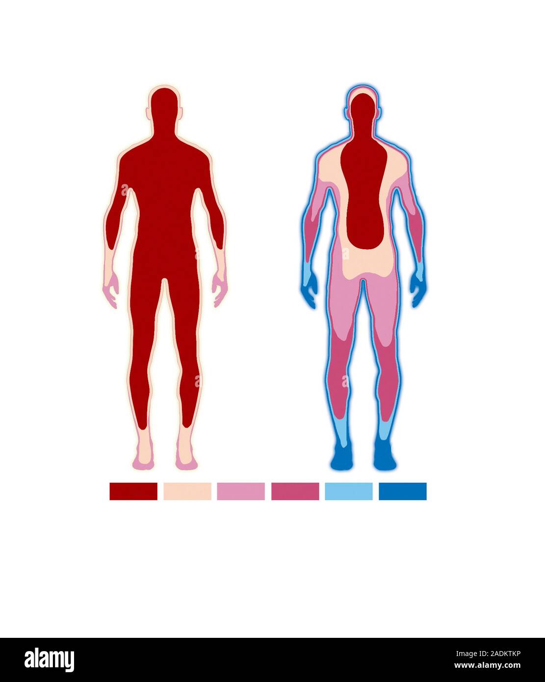 Body temperature regulation. Artwork based on a thermogram of the human ...