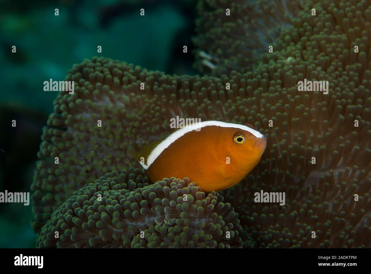 Orange Anemonefish Amphiprion sandaracinos Stock Photo - Alamy