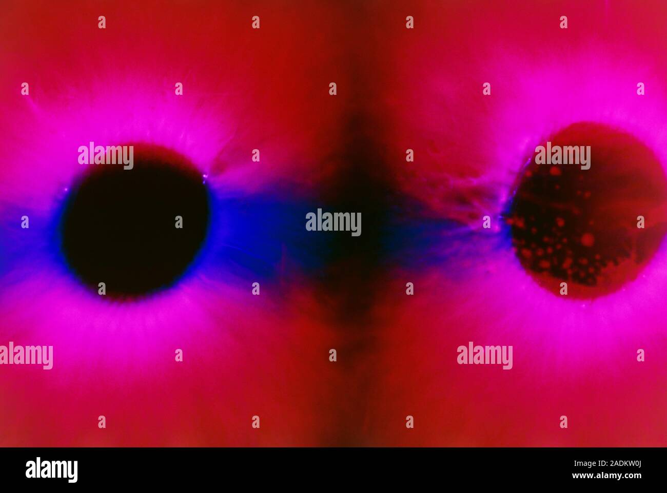 Kirlian photograph of fingertips of two separate people, showing a bar ...