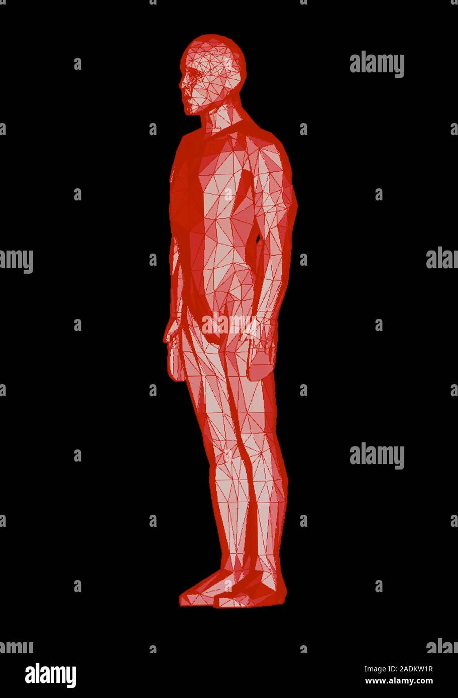 Human body. Computer graphic showing an abstract male form, standing in ...