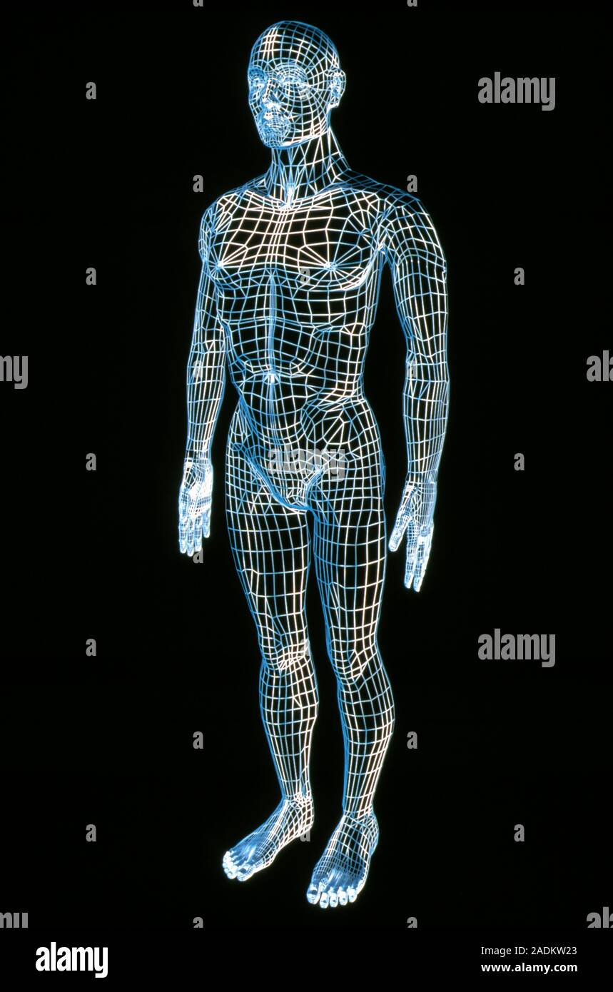 Wire-frame man. Computer artwork of a wire-frame man standing with his ...