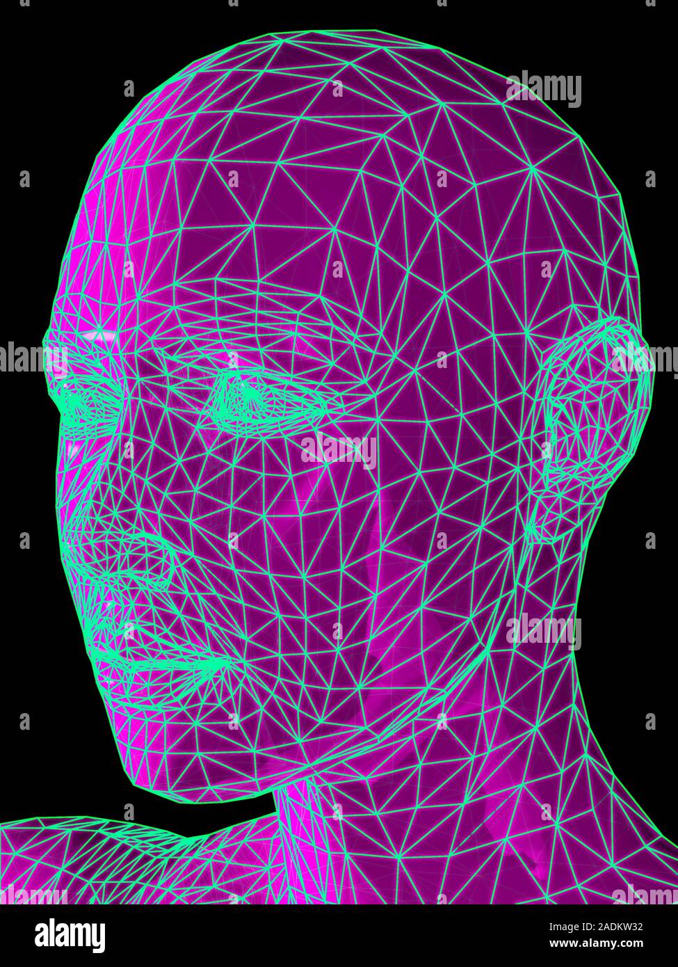 Head contour map, computer artwork Stock Photo - Alamy