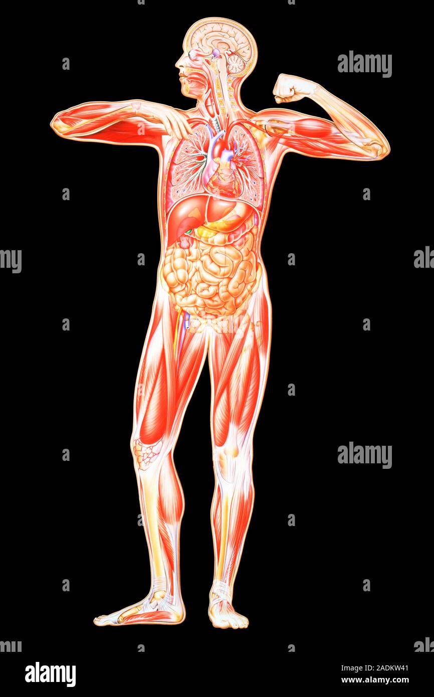 Human body anatomy. Artwork showing the anatomy of a standing human ...