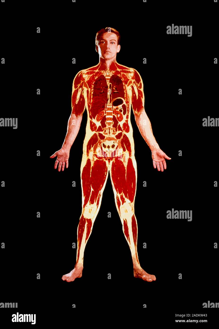 Male body sectioned. Front view of the male human body, sliced through ...