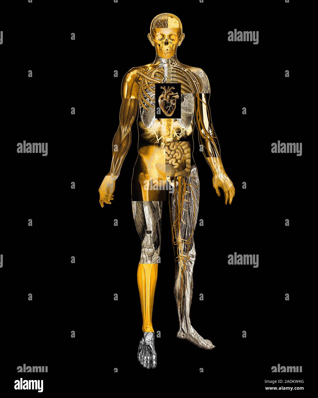 Body imaging. Composite image of several techniques used for ...