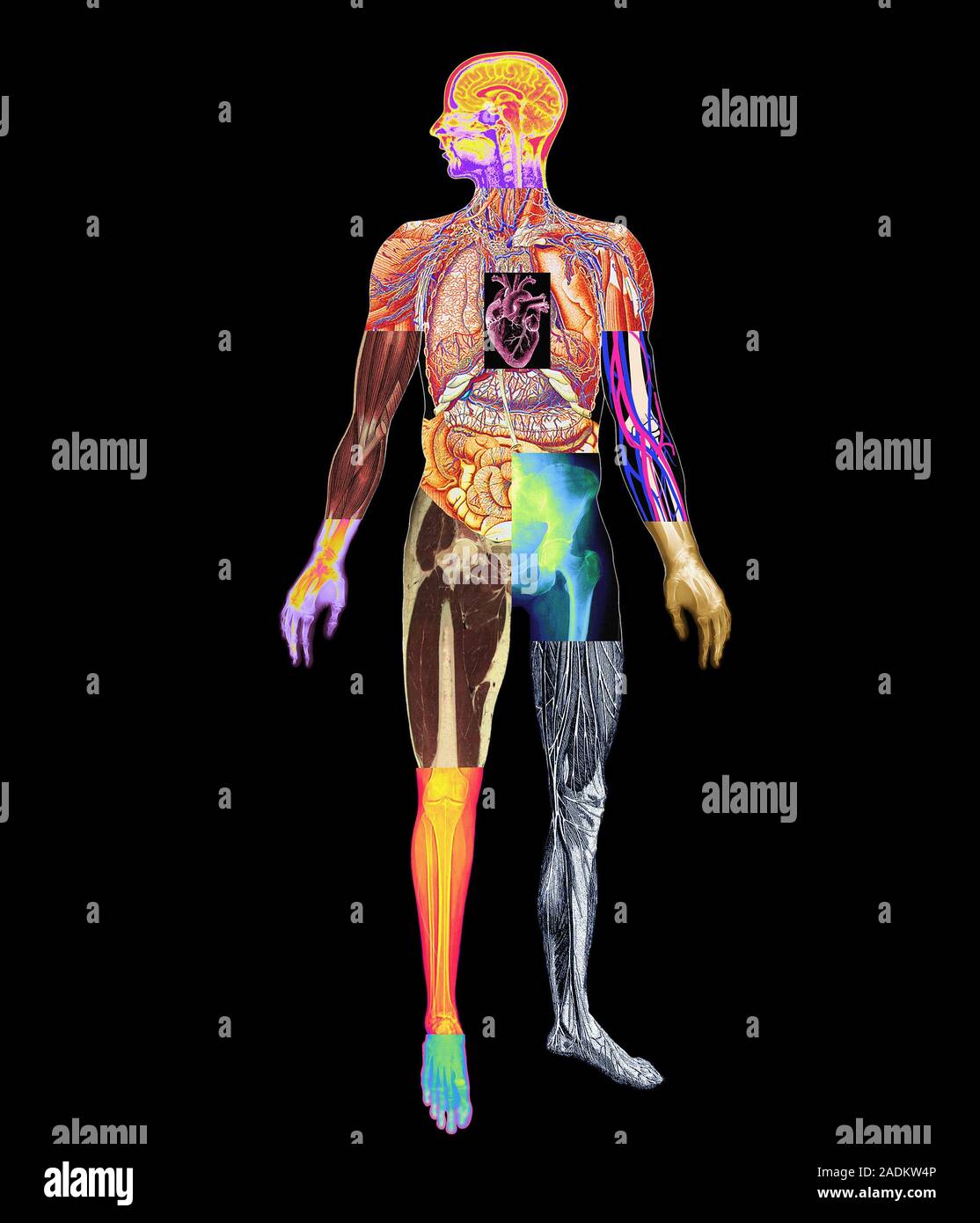 Body imaging. Composite image of several methods used to visualise the ...
