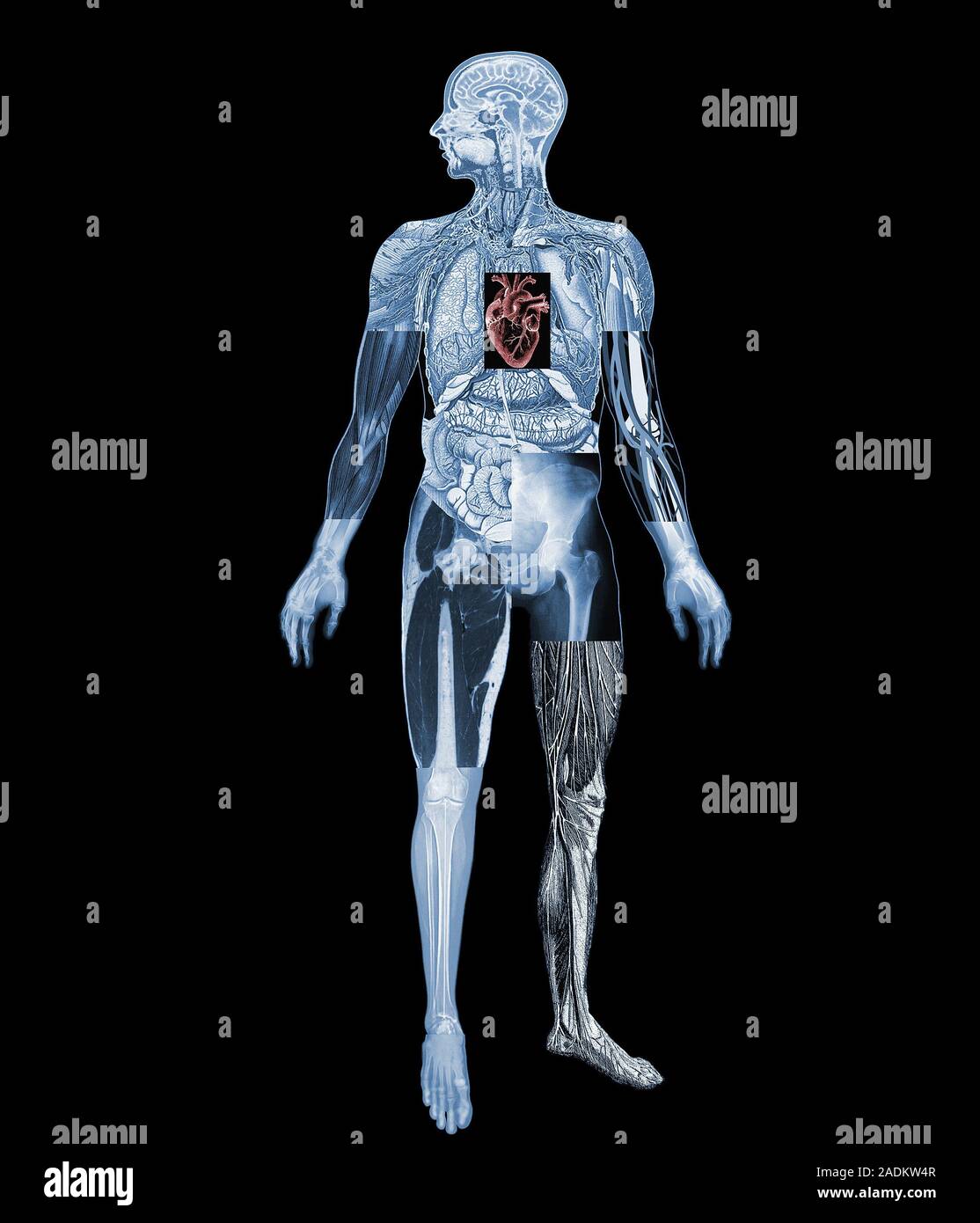 Body imaging. Composite image of several methods used to visualise the ...