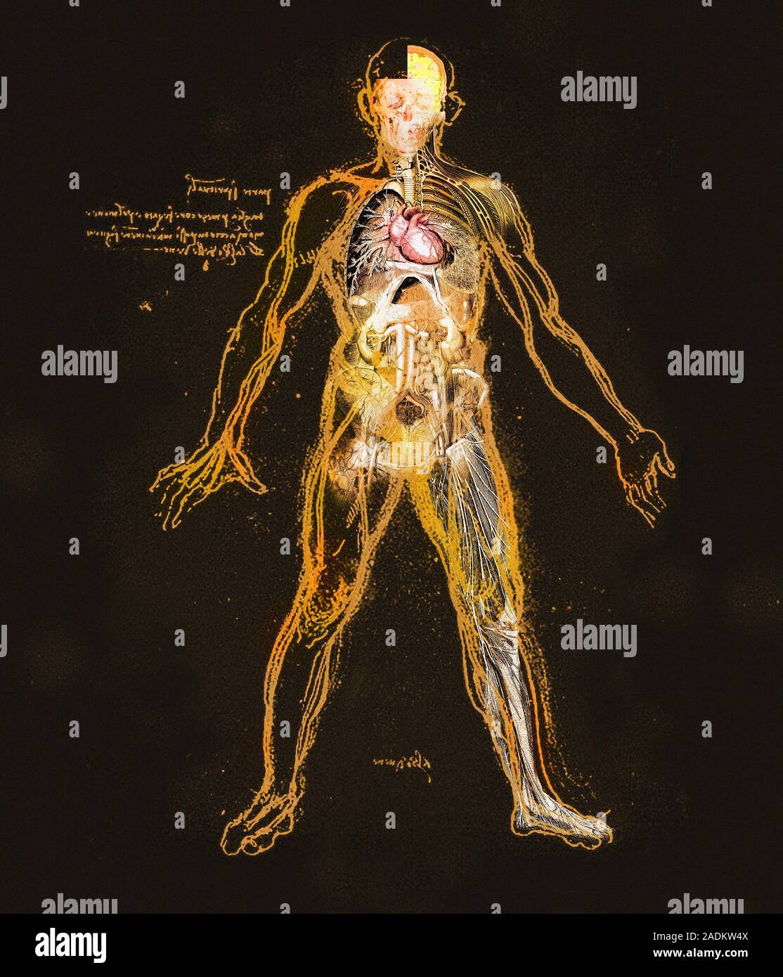 Body imaging. Composite image of several methods used to visualise the ...