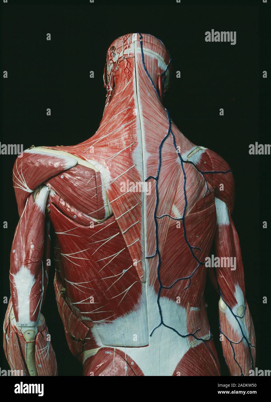 Back anatomy. Anatomical model showing the anatomy of the back. Muscles ...
