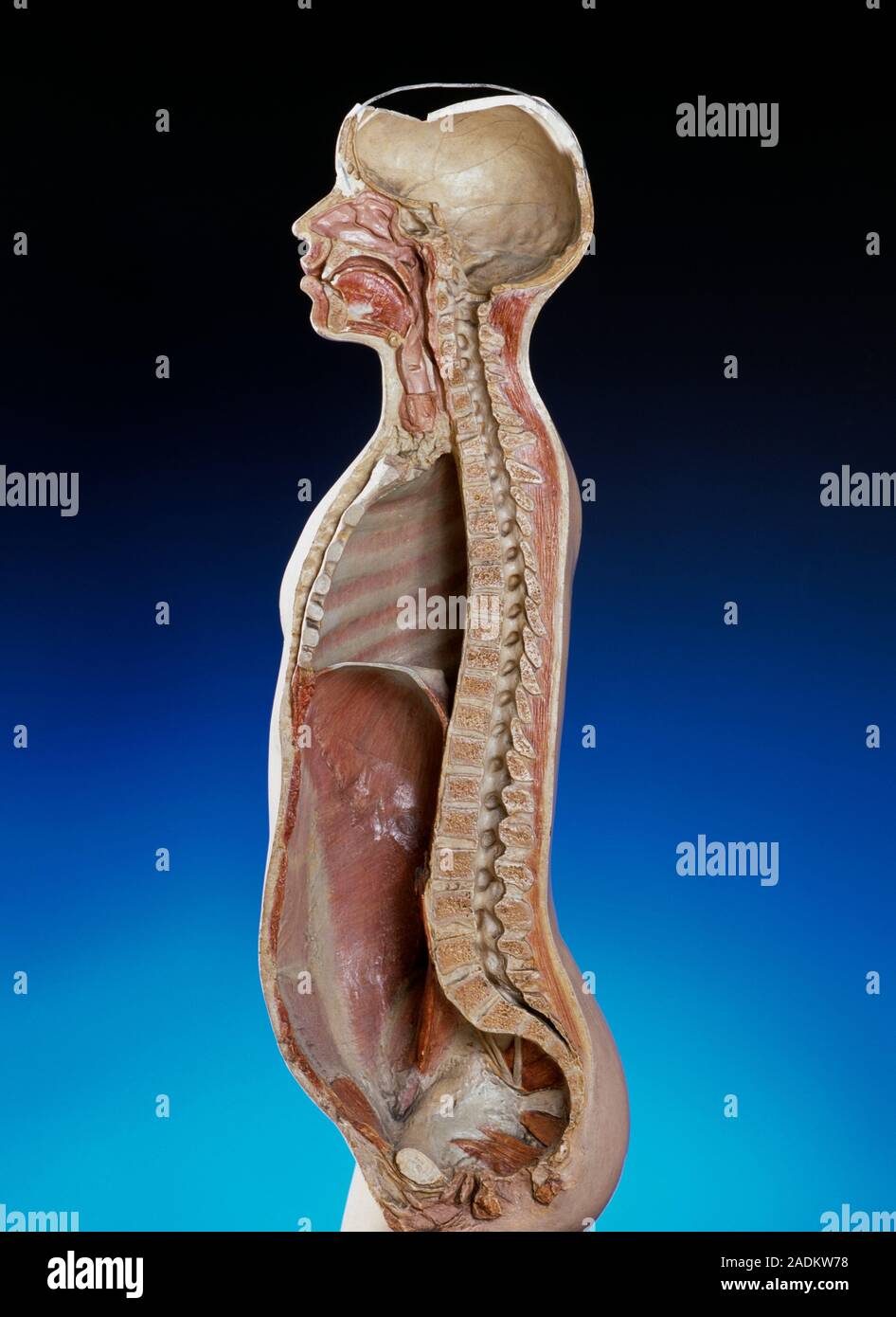 Human torso model. Dissected model of a female human body with all the ...
