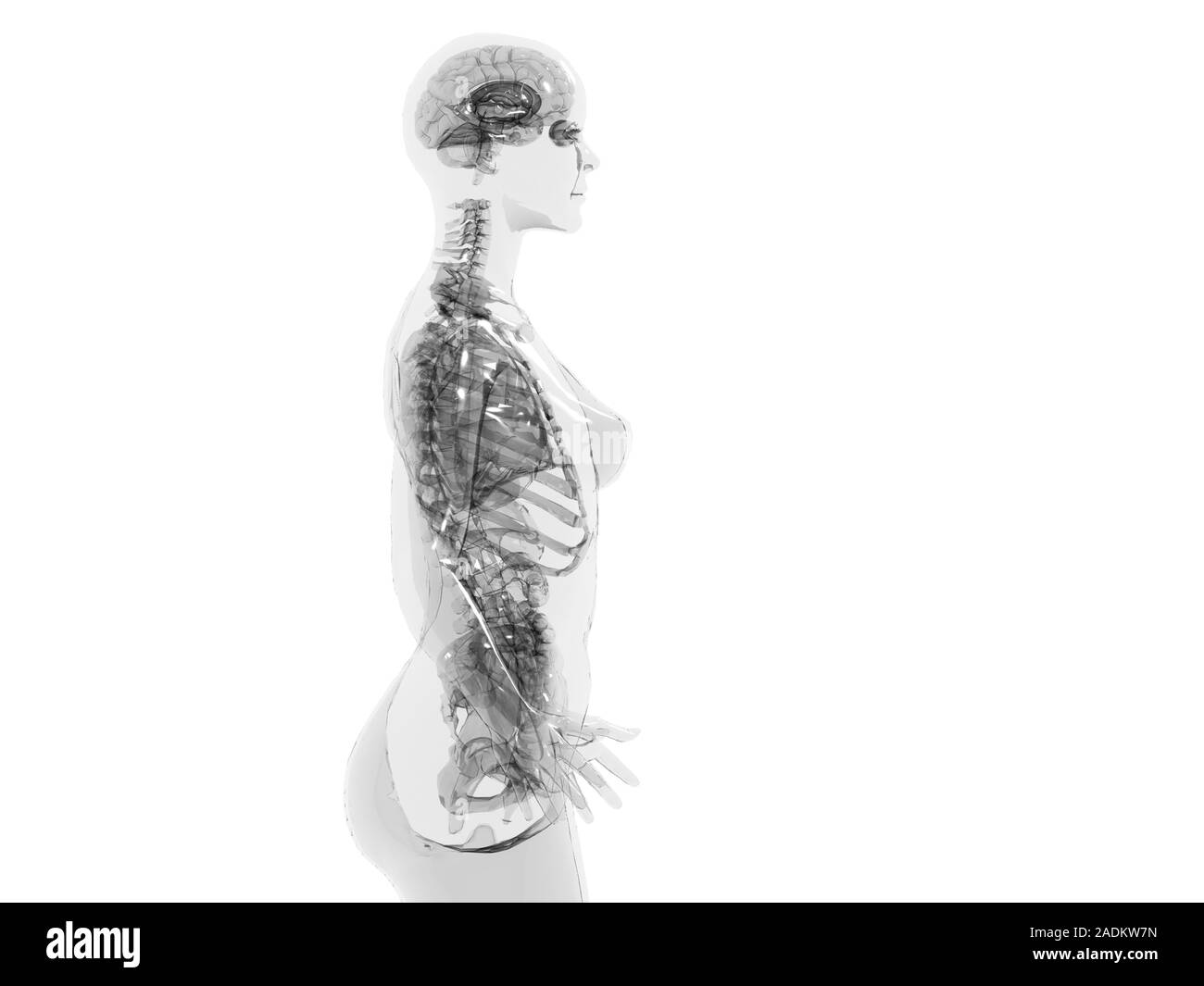 Upper body anatomy. Glass-effect human female body in side view ...