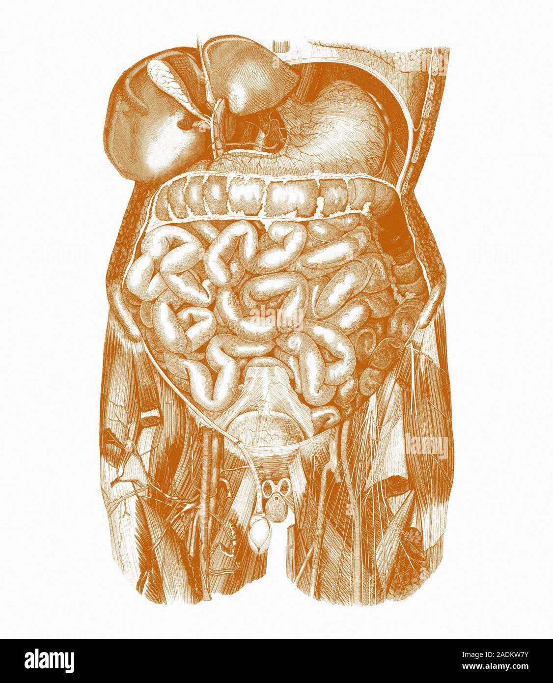 Digestive system, artwork Stock Photo - Alamy
