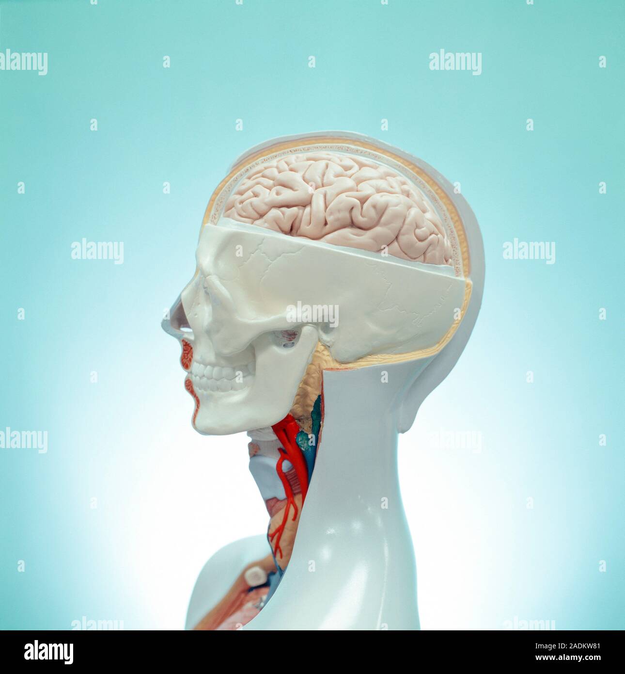 Head anatomy. Side-view of an anatomical model of the human head and ...