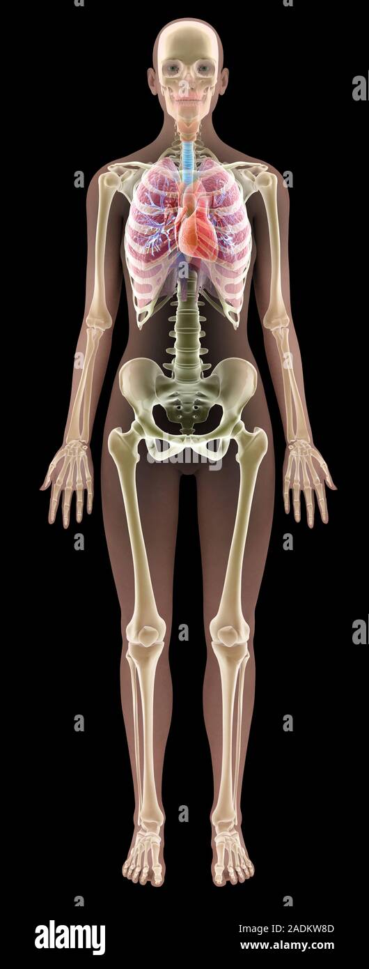 Female anatomy. Computer artwork of a female body showing her skeleton ...