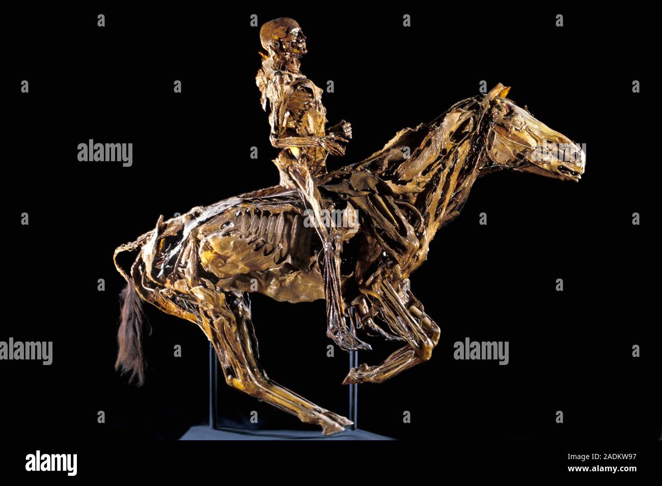 Human and horse anatomy. Preserved dissected cadaver of a man riding a ...