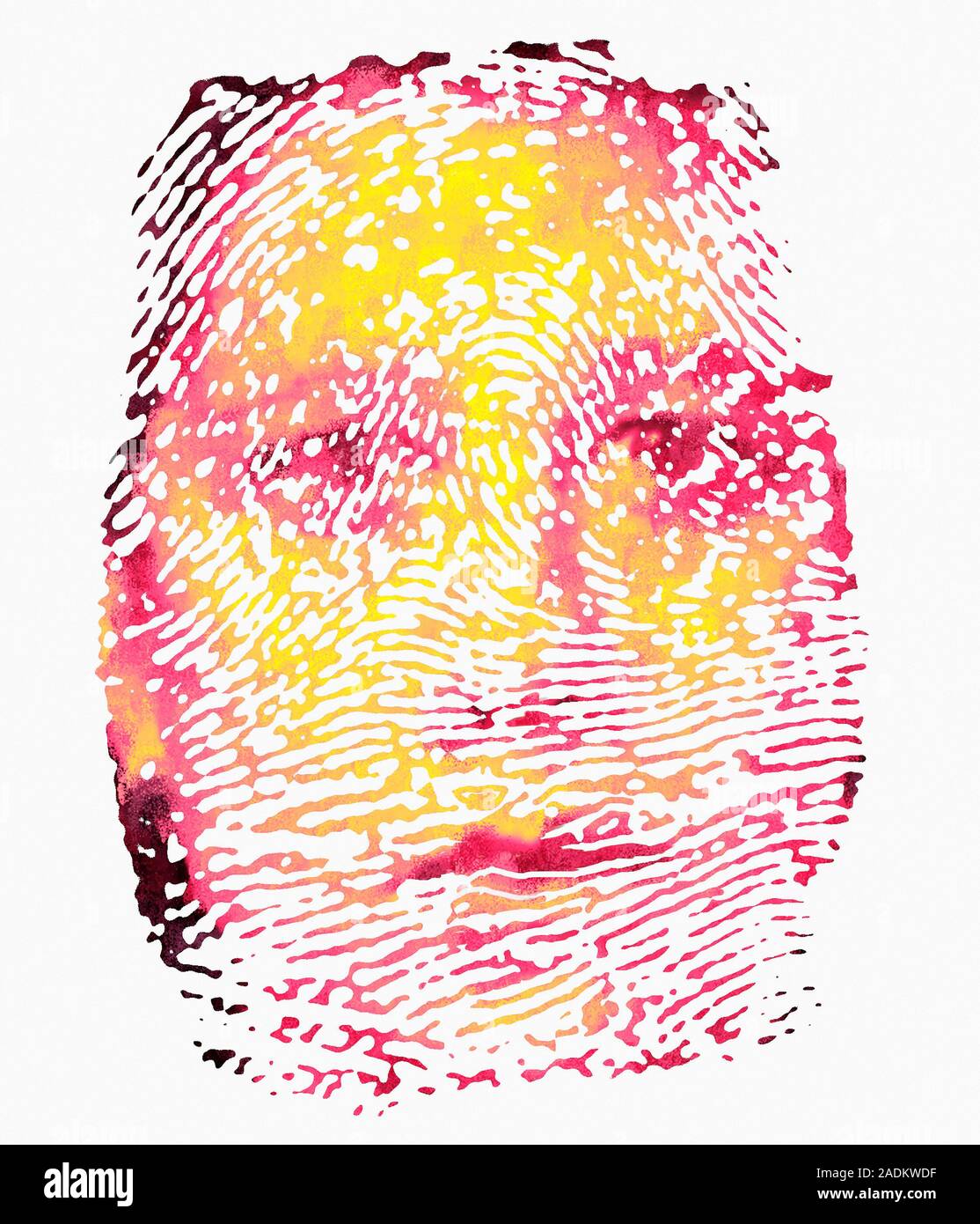 Fingerprint face. Computer illustration of a human face formed from a ...
