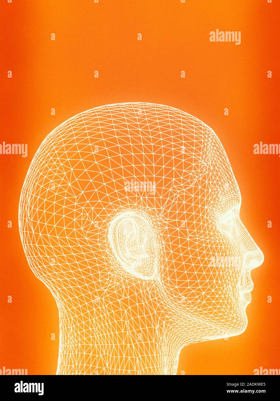 Woman's head. Wire-frame computer artwork of the head of a woman Stock ...