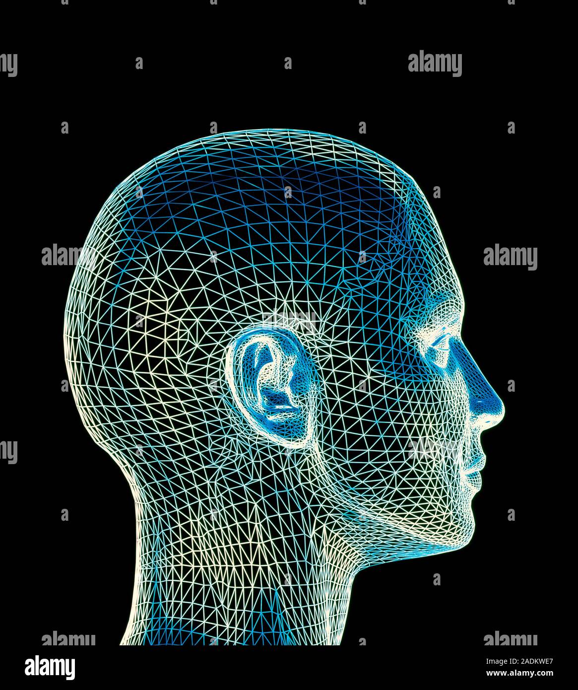 Woman's head. Wire-frame computer artwork of the head of a woman Stock ...