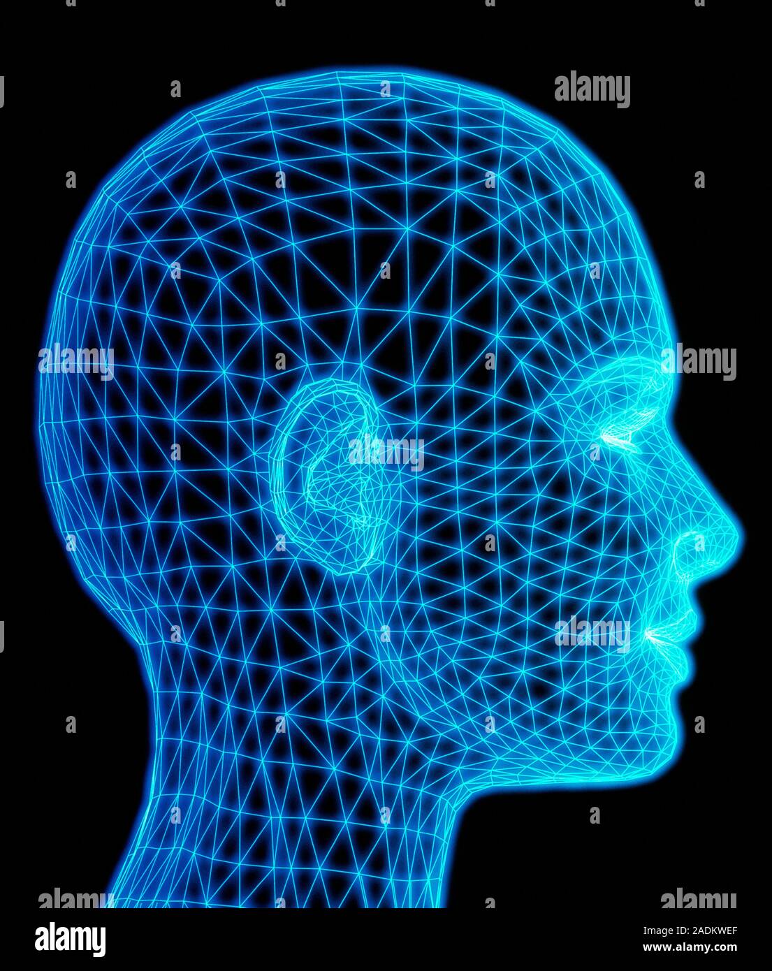 Head. Wire-frame computer artwork of a human head seen in profile Stock ...