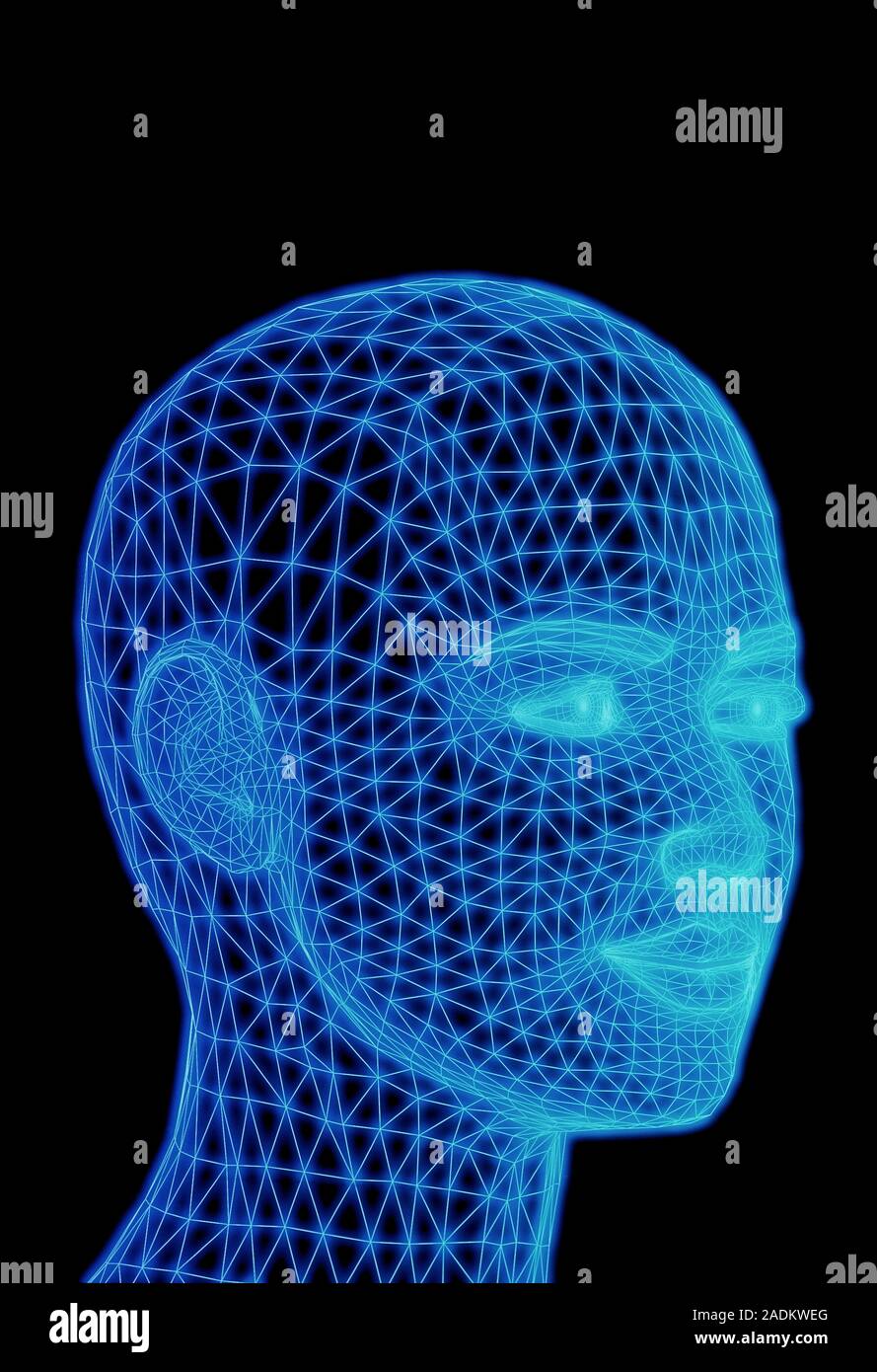 Head. Wire-frame computer artwork of a human head Stock Photo - Alamy
