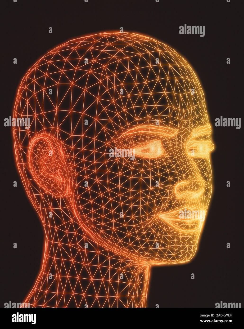 Head. Wire-frame computer artwork of a human head Stock Photo - Alamy