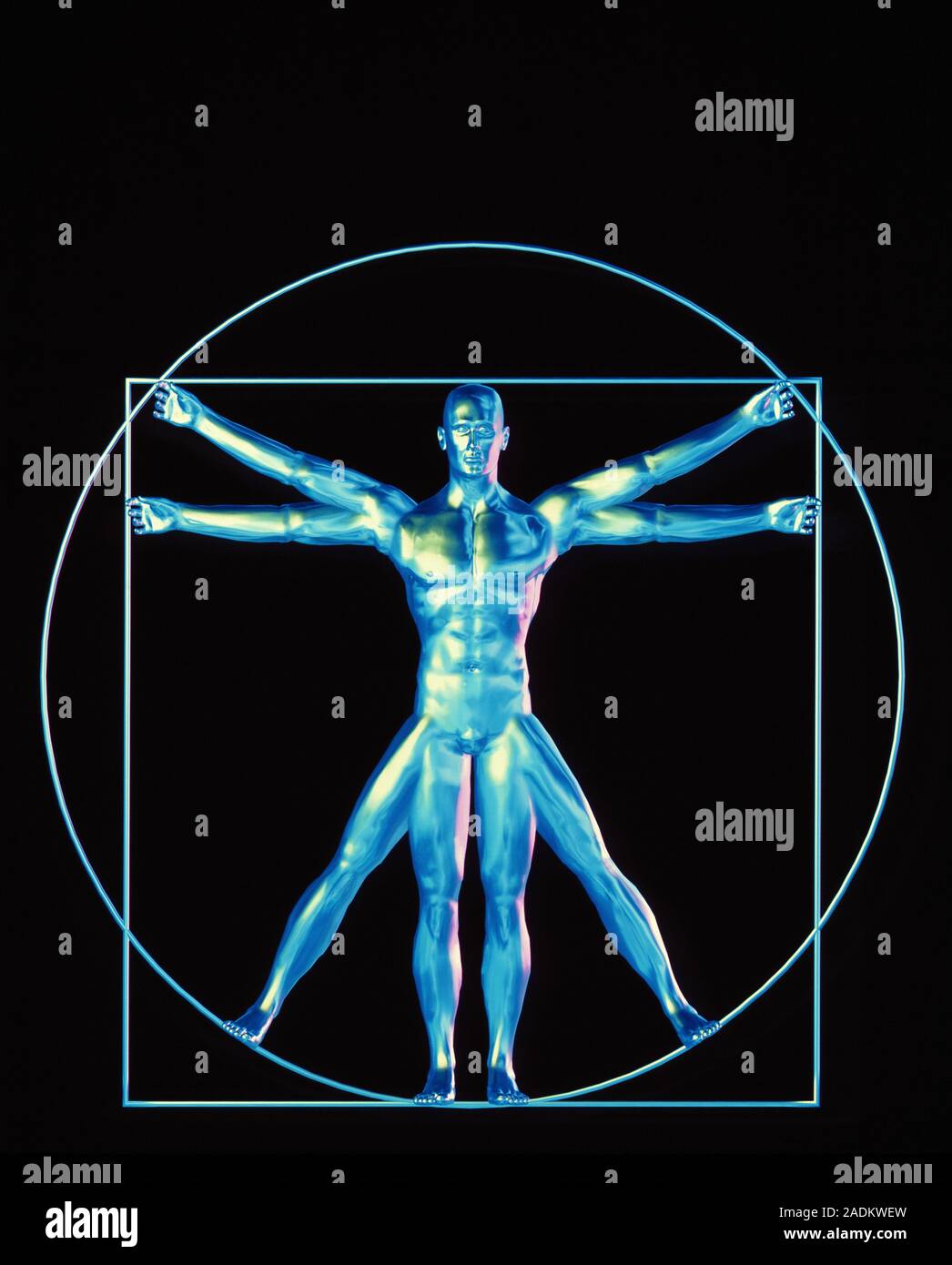 Human body. Computer artwork showing how a man's outstretched limbs ...