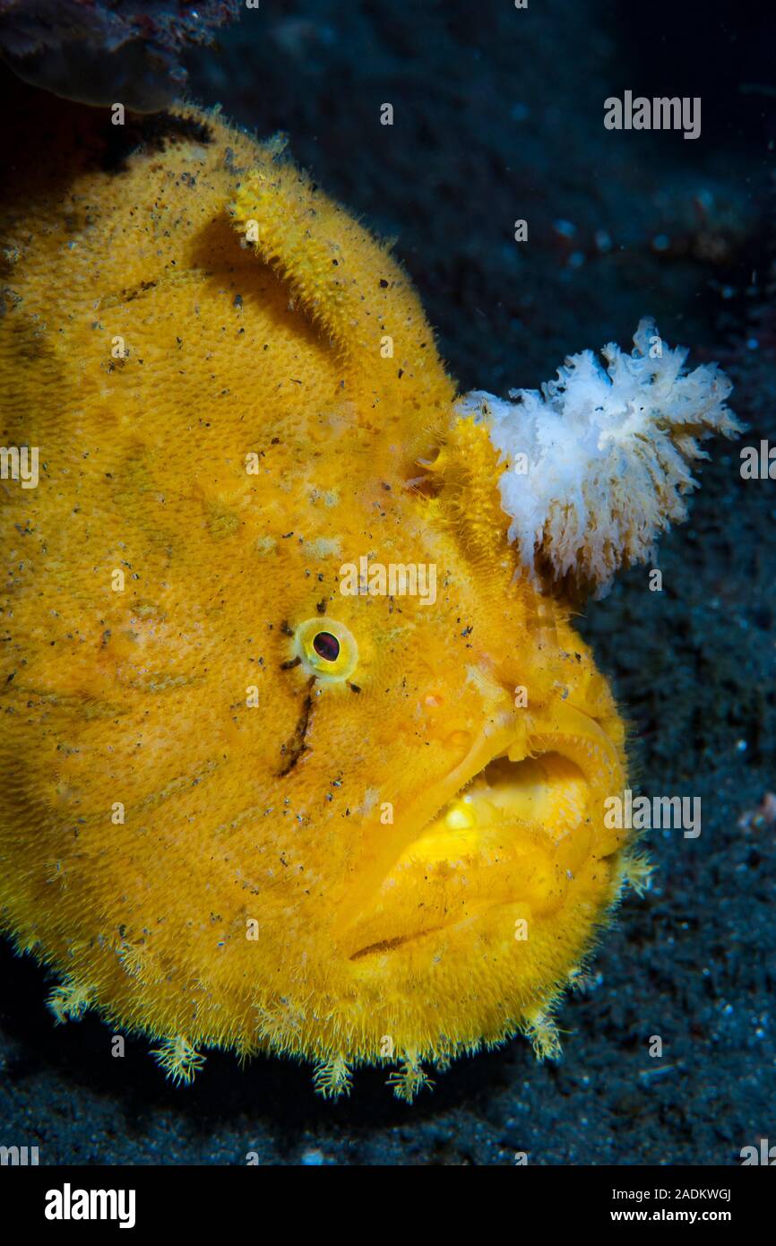 Hispid Frogfish Antennarius hispidus Stock Photo - Alamy