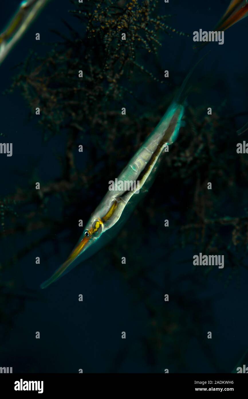 Aeoliscus hi-res stock photography and images - Alamy