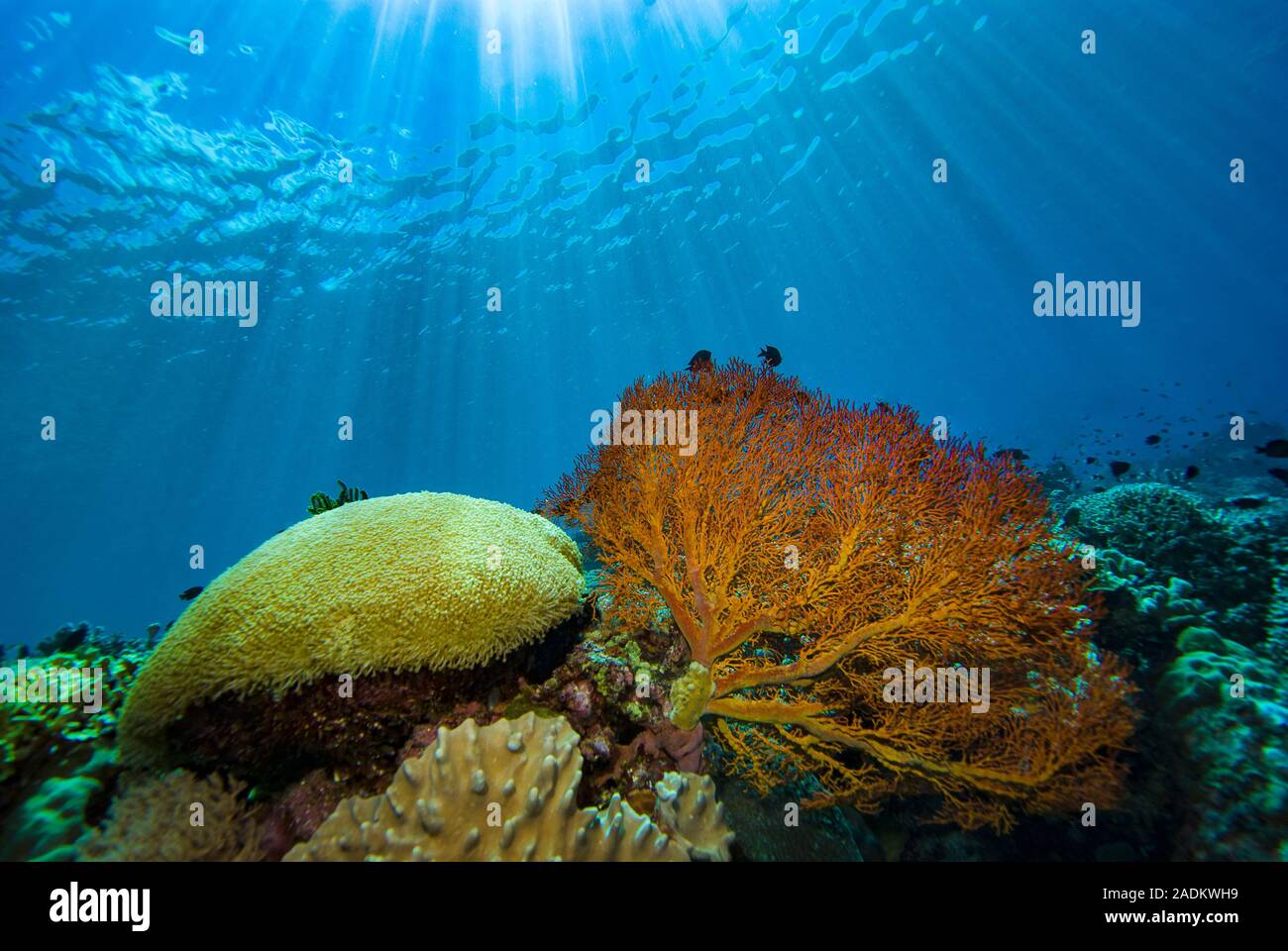 Tropical Coral Reef Underwater Landscape Stock Photo - Alamy