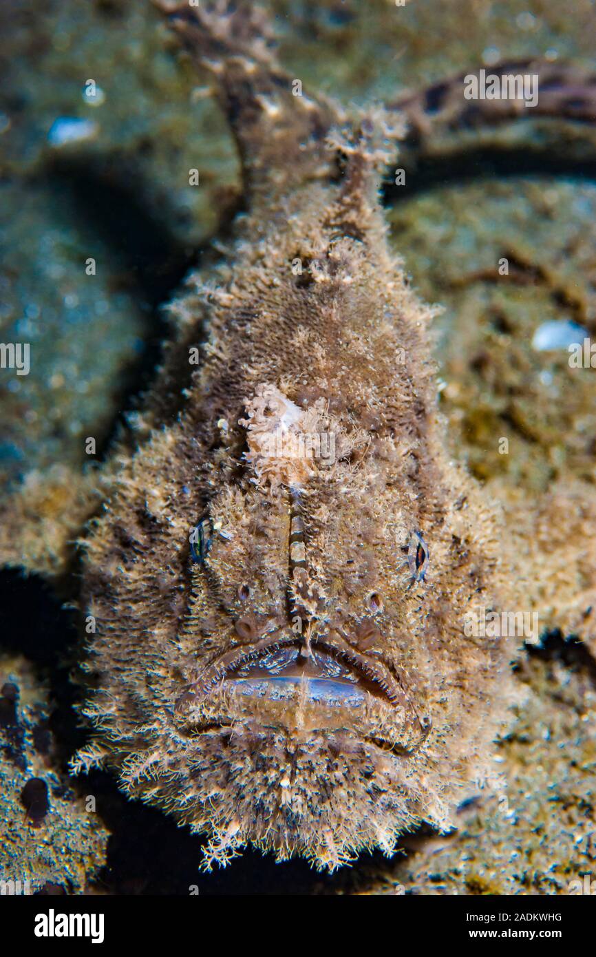Hispid Frogfish Antennarius hispidus Stock Photo - Alamy