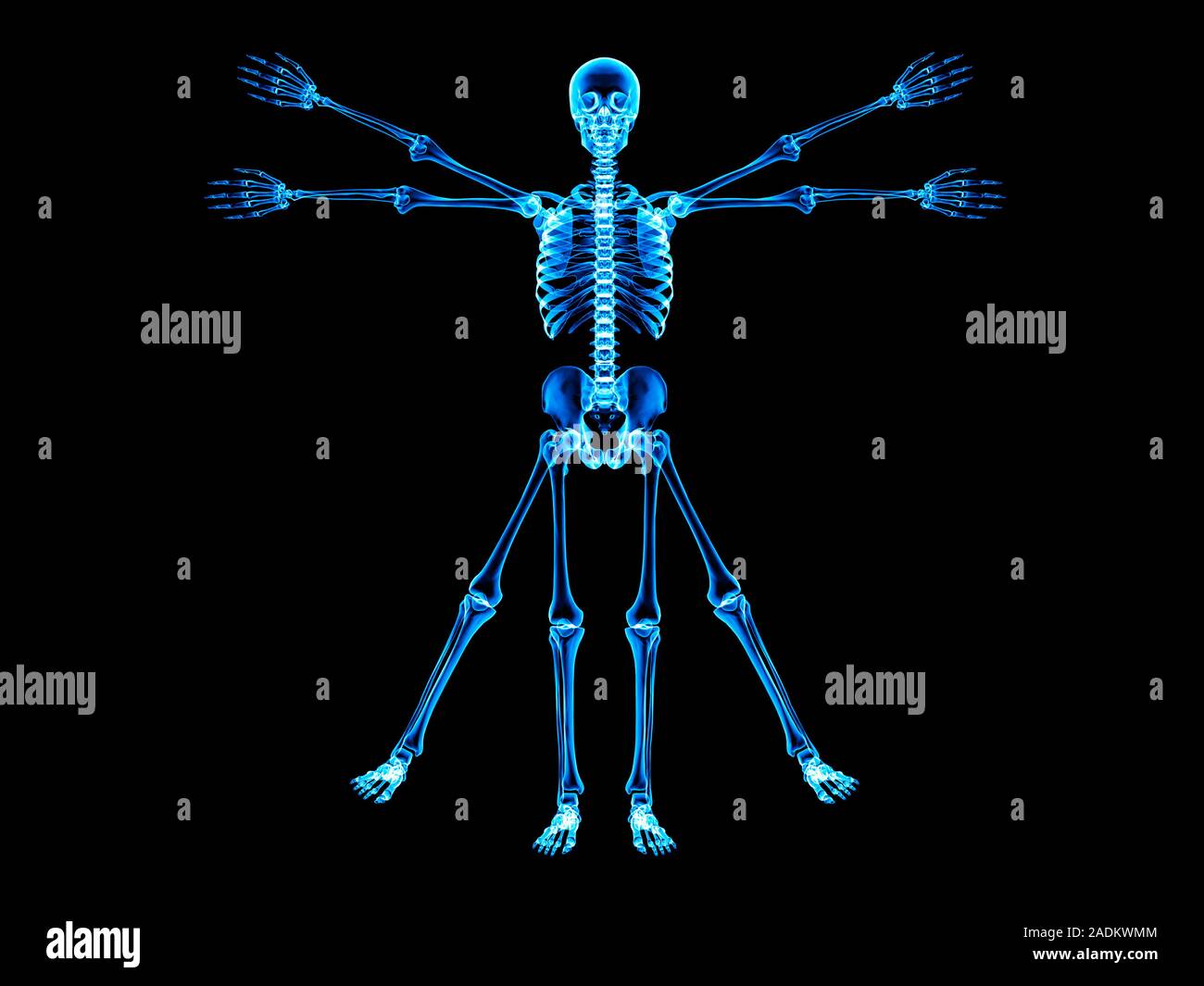 Human skeleton. Computer artwork of a human skeleton based on Italian ...