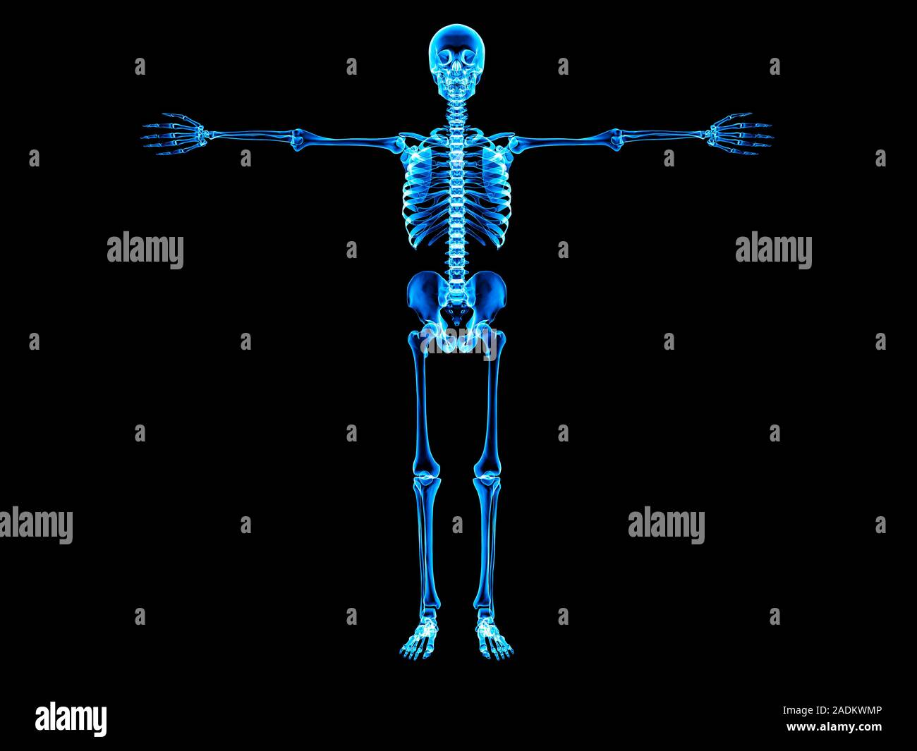 Human skeleton. Computer artwork of a human skeleton standing with ...