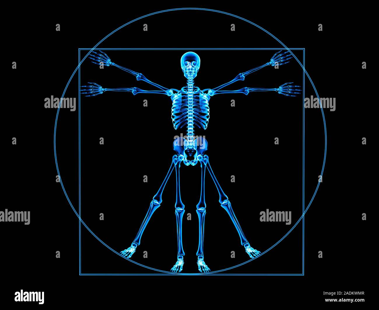 Human skeleton. Computer artwork of a human skeleton based on Italian ...