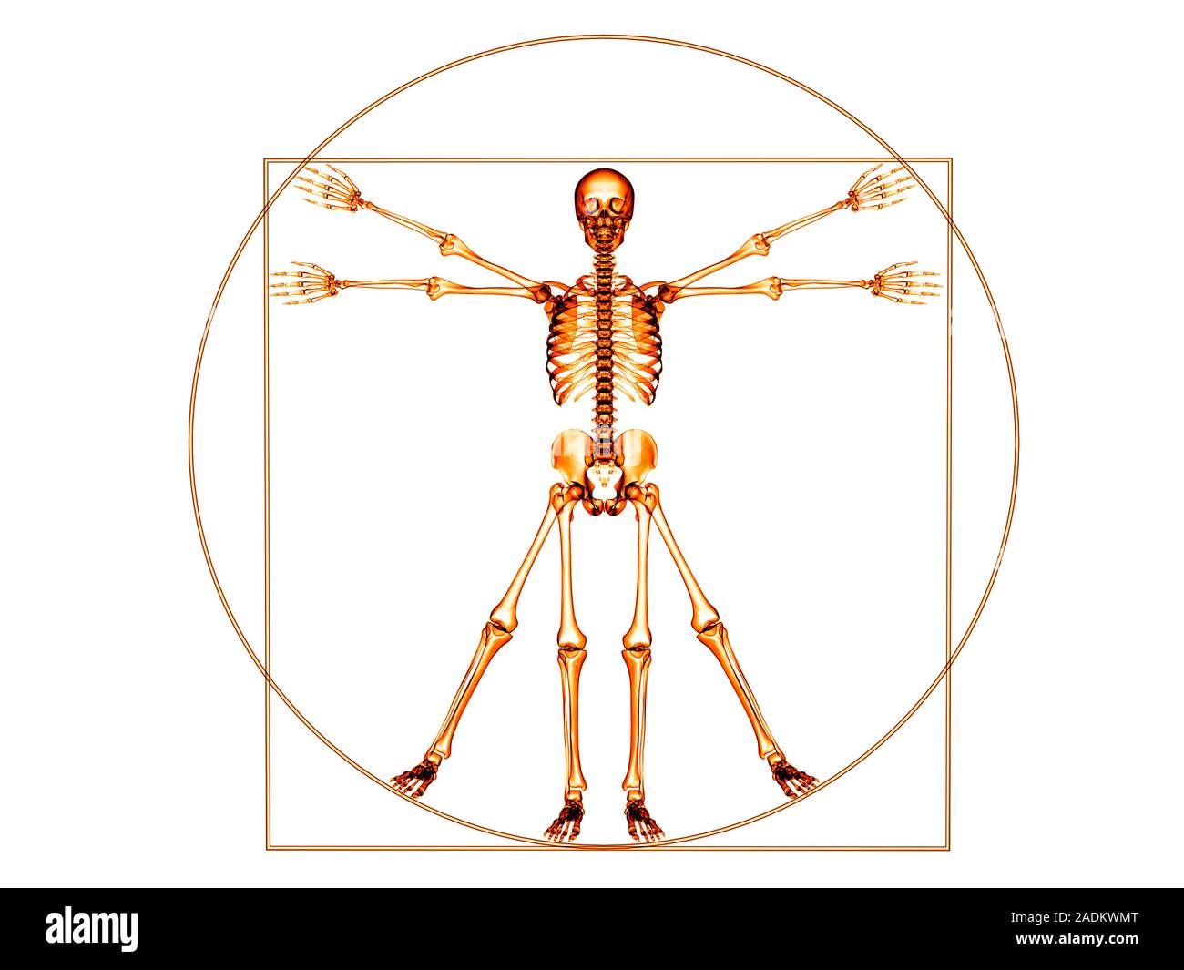 Human skeleton. Computer artwork of a human skeleton based on Italian ...