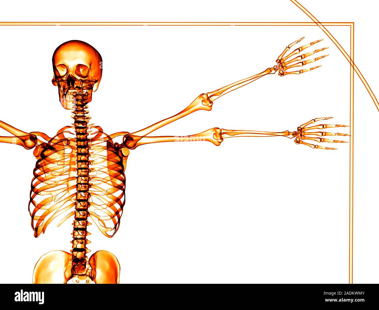 Human skeleton. Computer artwork of part of a human skeleton based on ...
