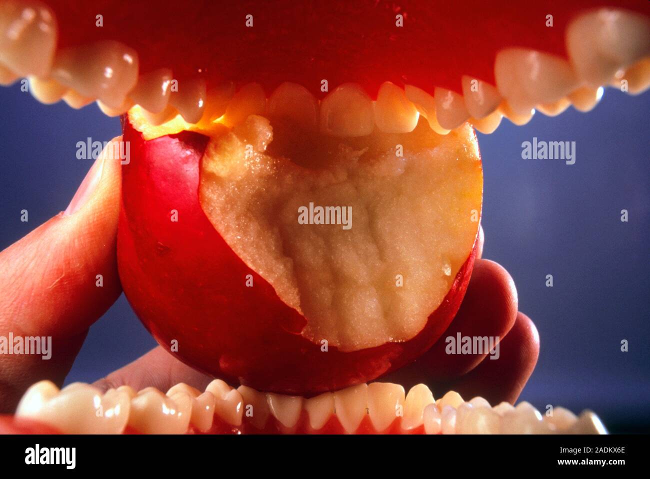 Eating apple. Apple being eaten seen from inside a model mouth. Apples ...