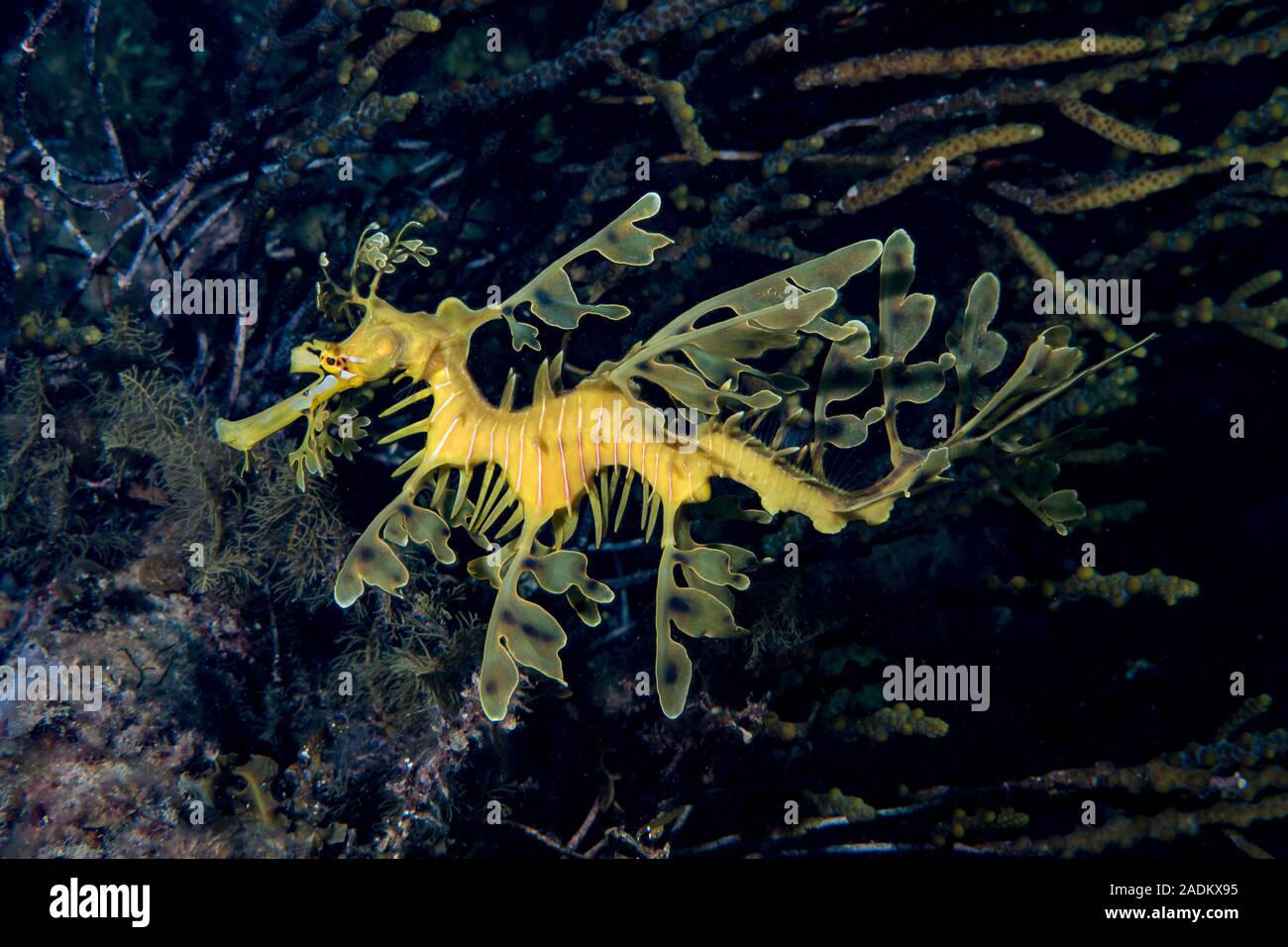 Leafy Seadragon Phycodurus eques Stock Photo - Alamy