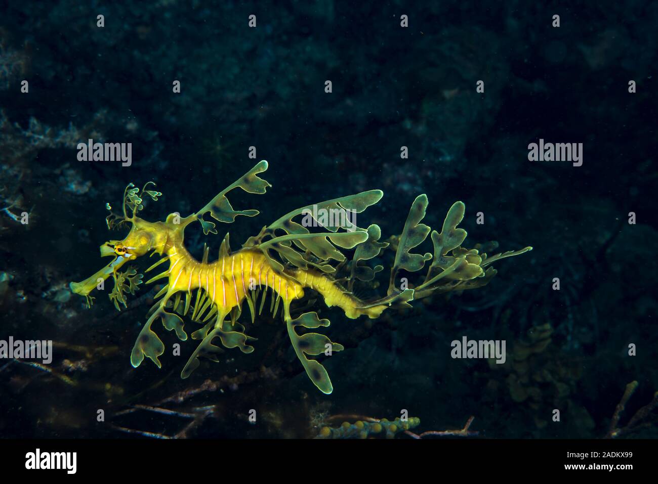 Leafy Seadragon Phycodurus eques Stock Photo - Alamy