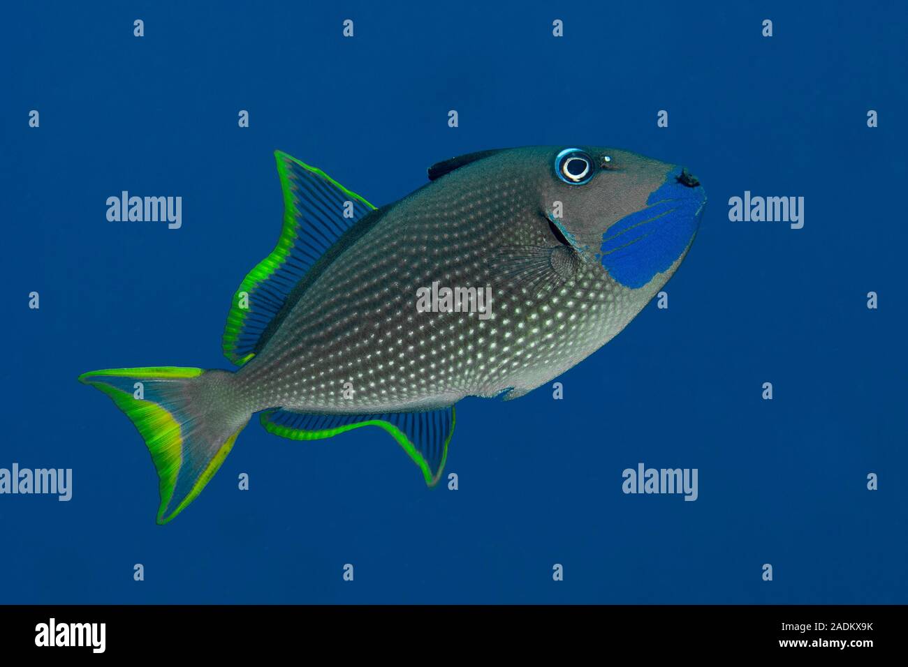 Gilded Triggerfish Xanthichthys auromarginatus Stock Photo - Alamy