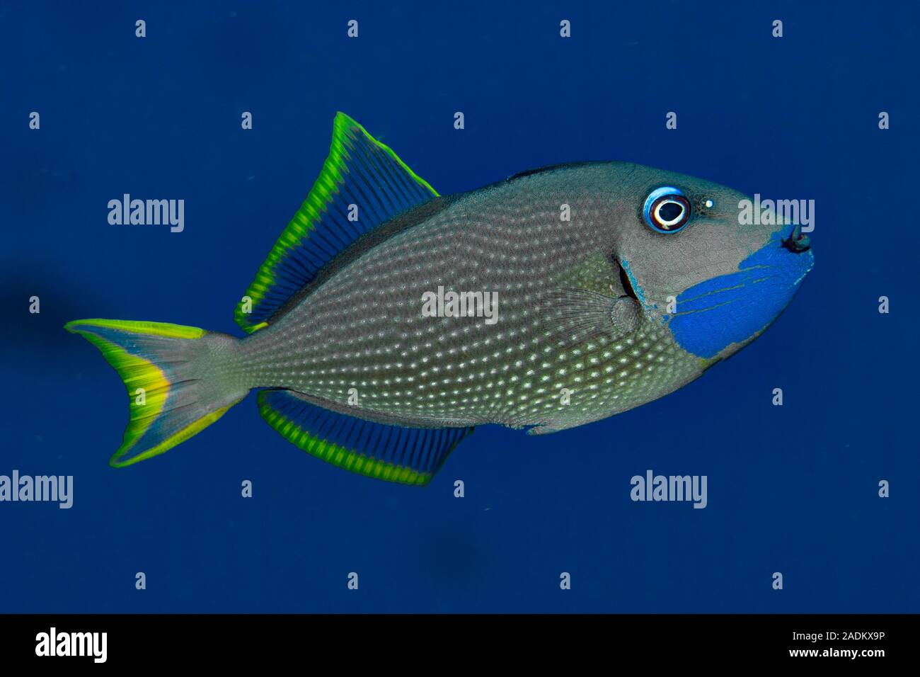 Gilded Triggerfish Xanthichthys auromarginatus Stock Photo - Alamy