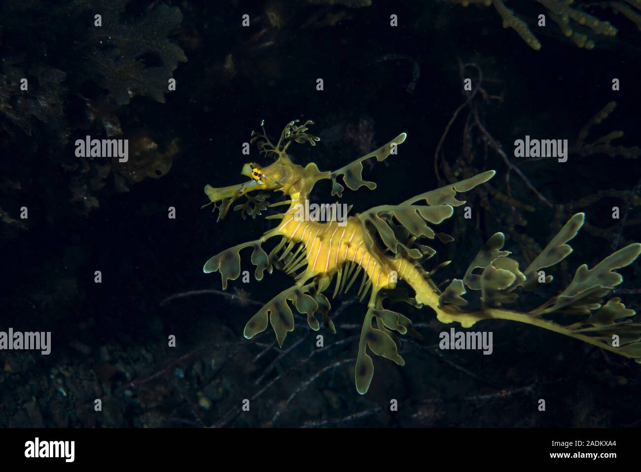 Leafy Seadragon Phycodurus eques Stock Photo - Alamy
