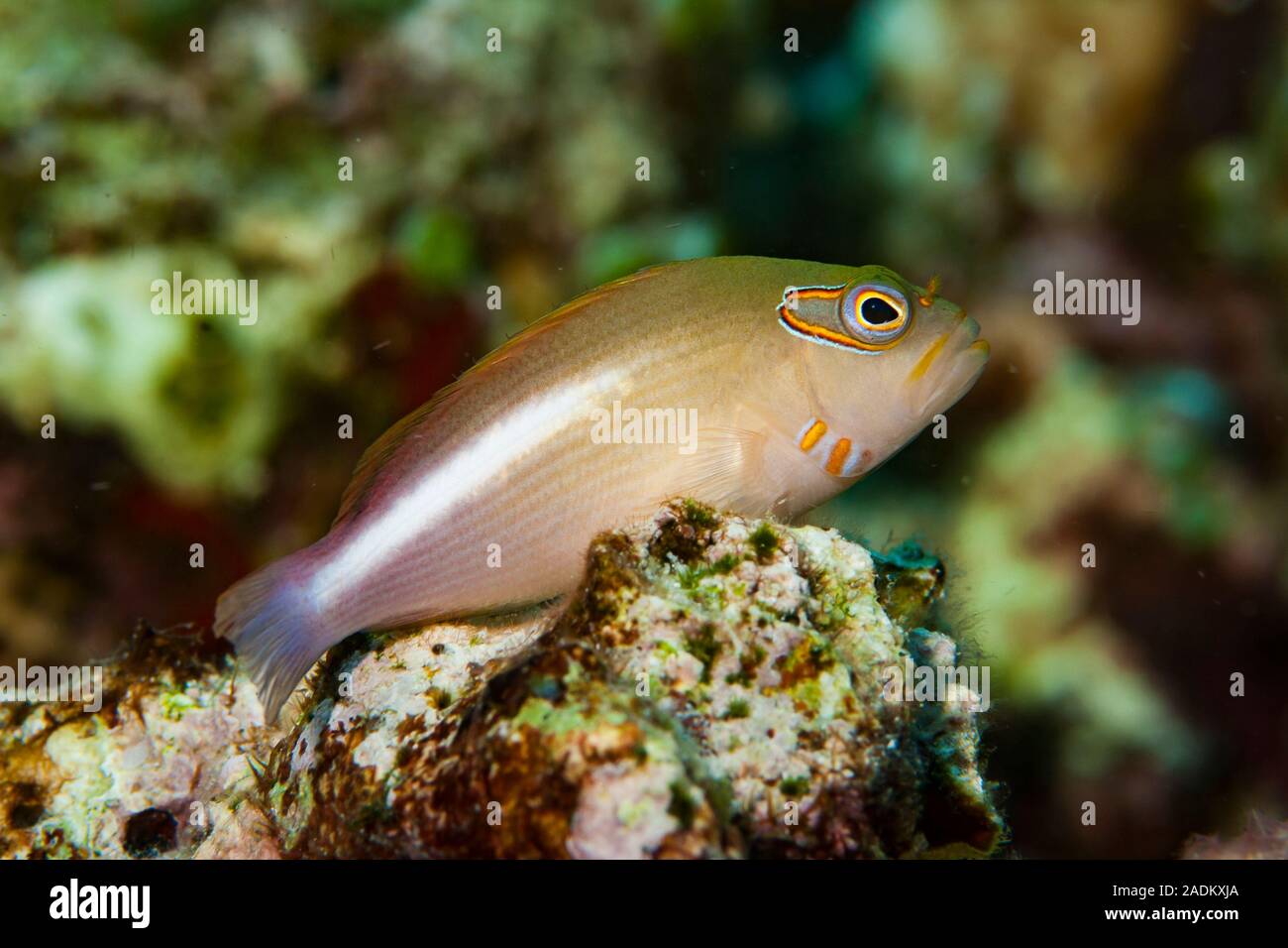 Arc eye hawkfish hi-res stock photography and images - Alamy