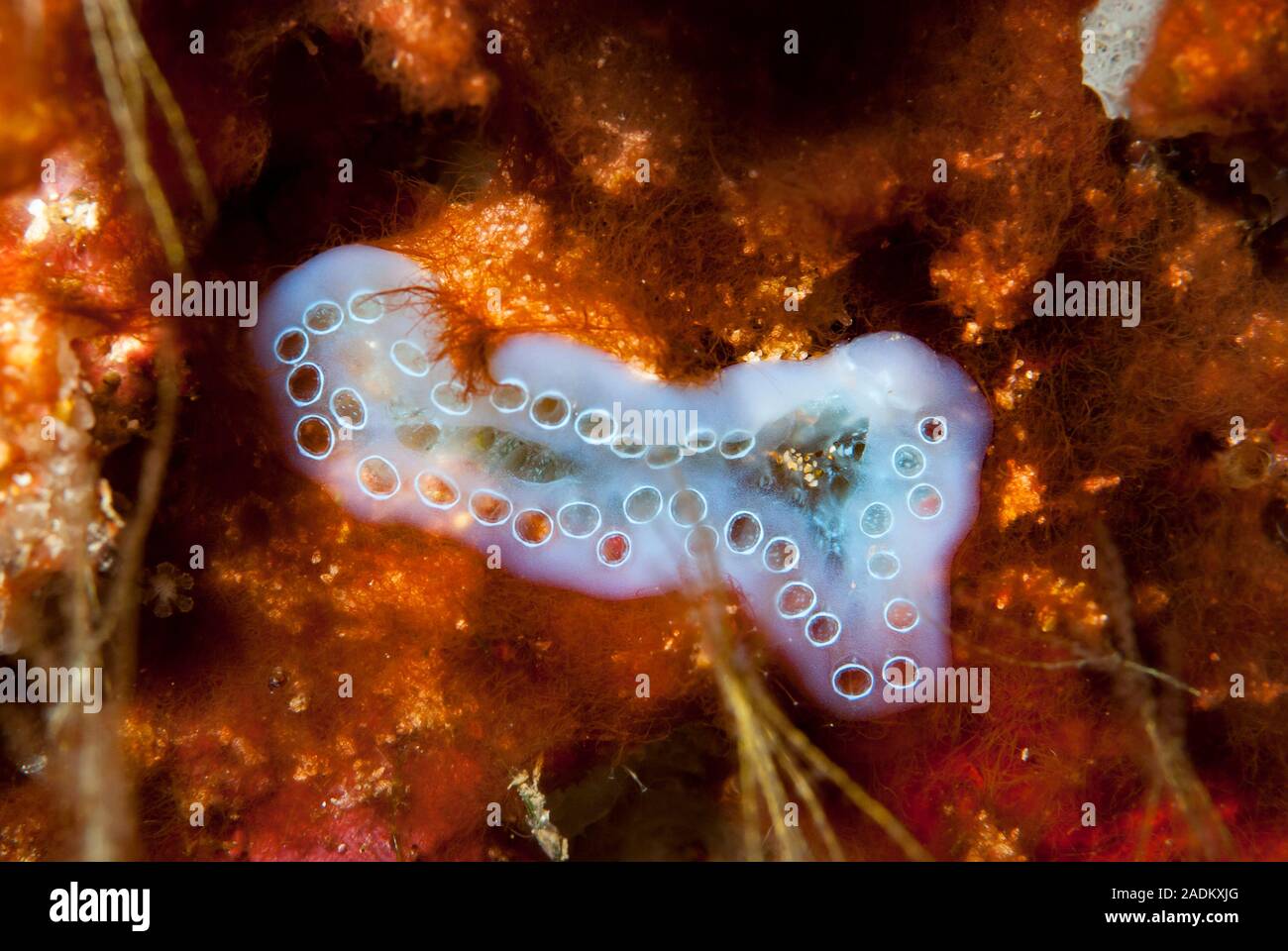 Aplidium sp hi-res stock photography and images - Alamy