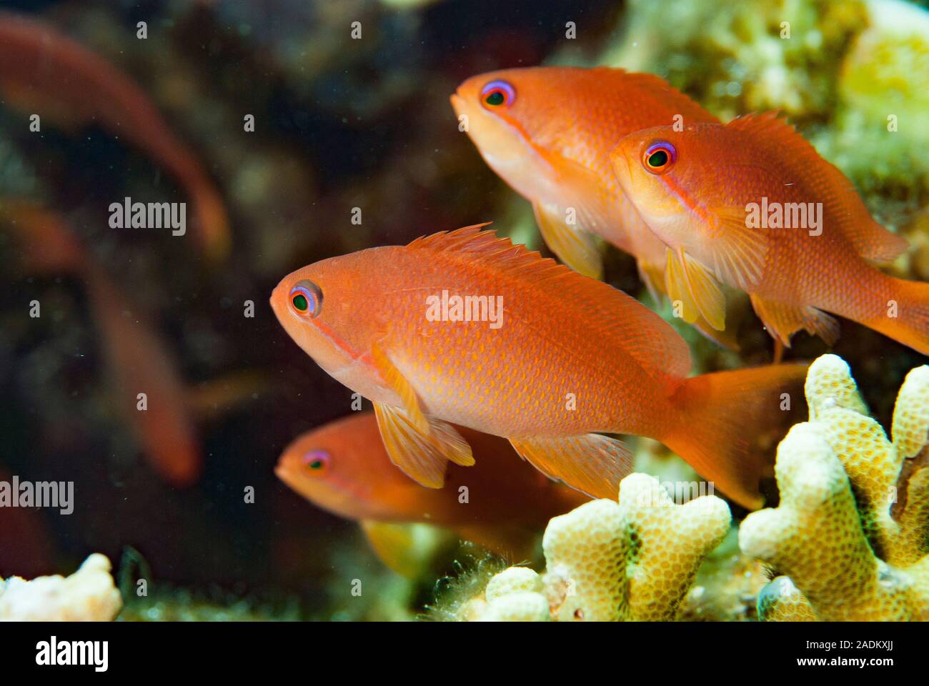 Scalefin Anthias Pseudanthias squamipinnis Stock Photo - Alamy