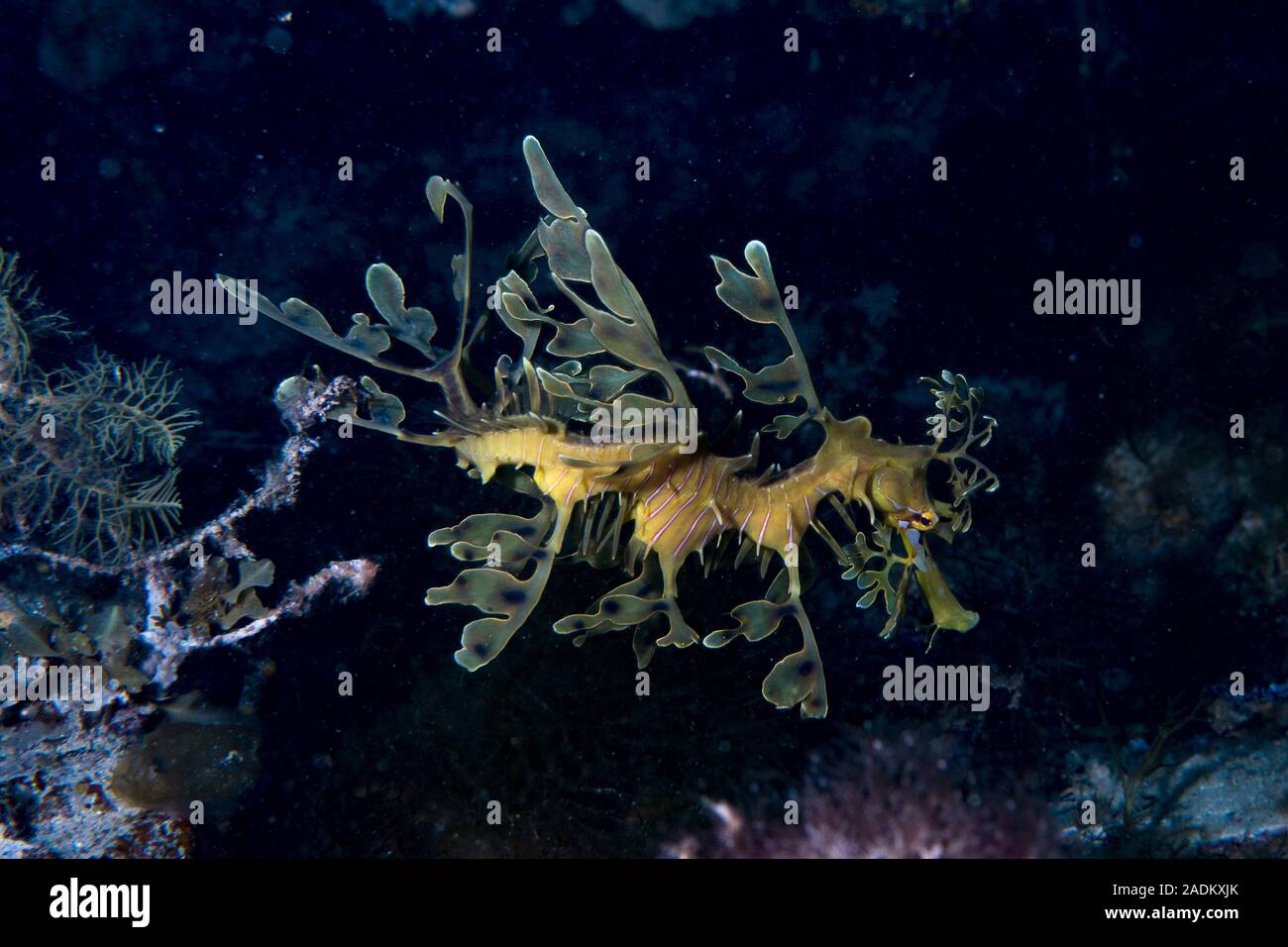 Leafy Seadragon Phycodurus eques Stock Photo - Alamy