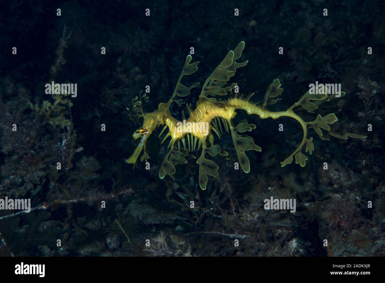 Leafy Seadragon Phycodurus eques Stock Photo - Alamy