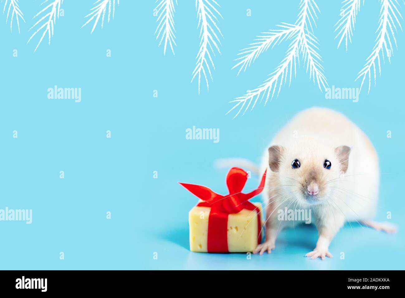 cute decorative rat with cheese gift and red bow on blue background ...