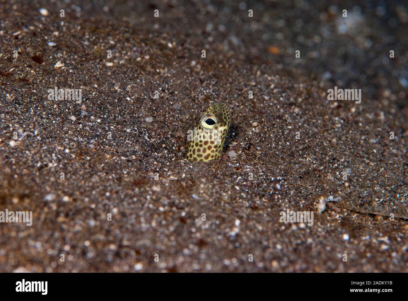 Taylors Garden Eel Heteroconger taylori Stock Photo - Alamy
