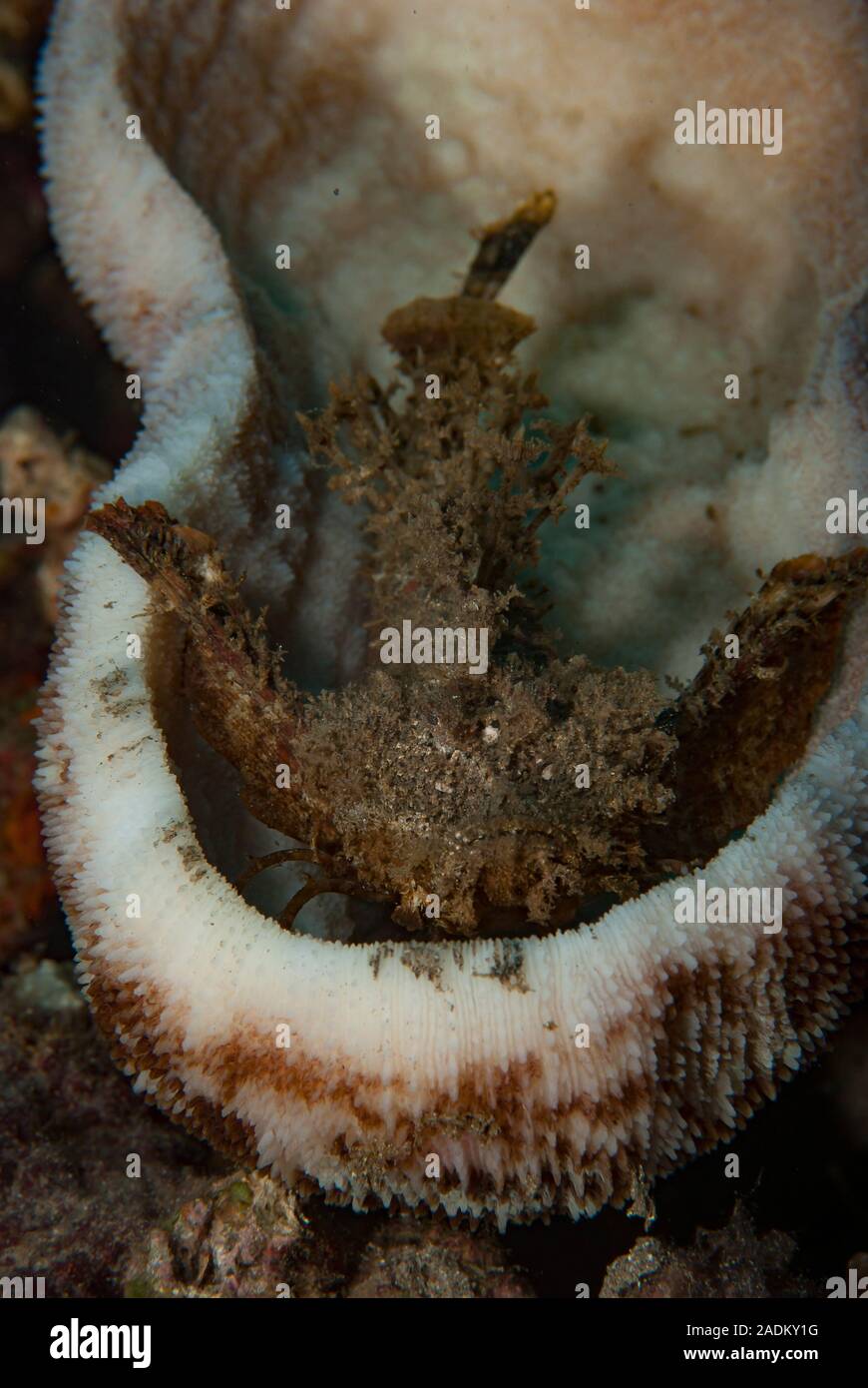 Spiny Devilfish Inimicus didactylus Stock Photo - Alamy